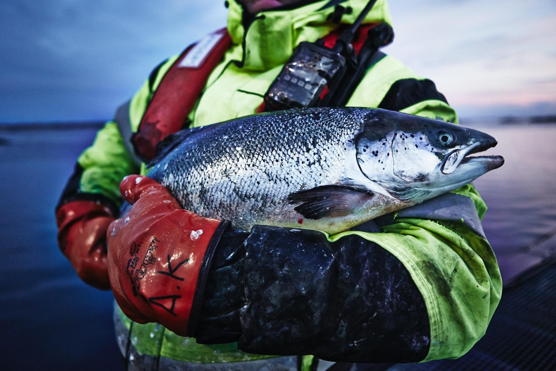 Penarikan produk - Kantongi Sertifikasi MSC dan ASC, IKEA Indonesia ...