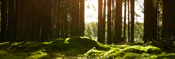 What you have done to save our Earth? - IKEA Indonesia